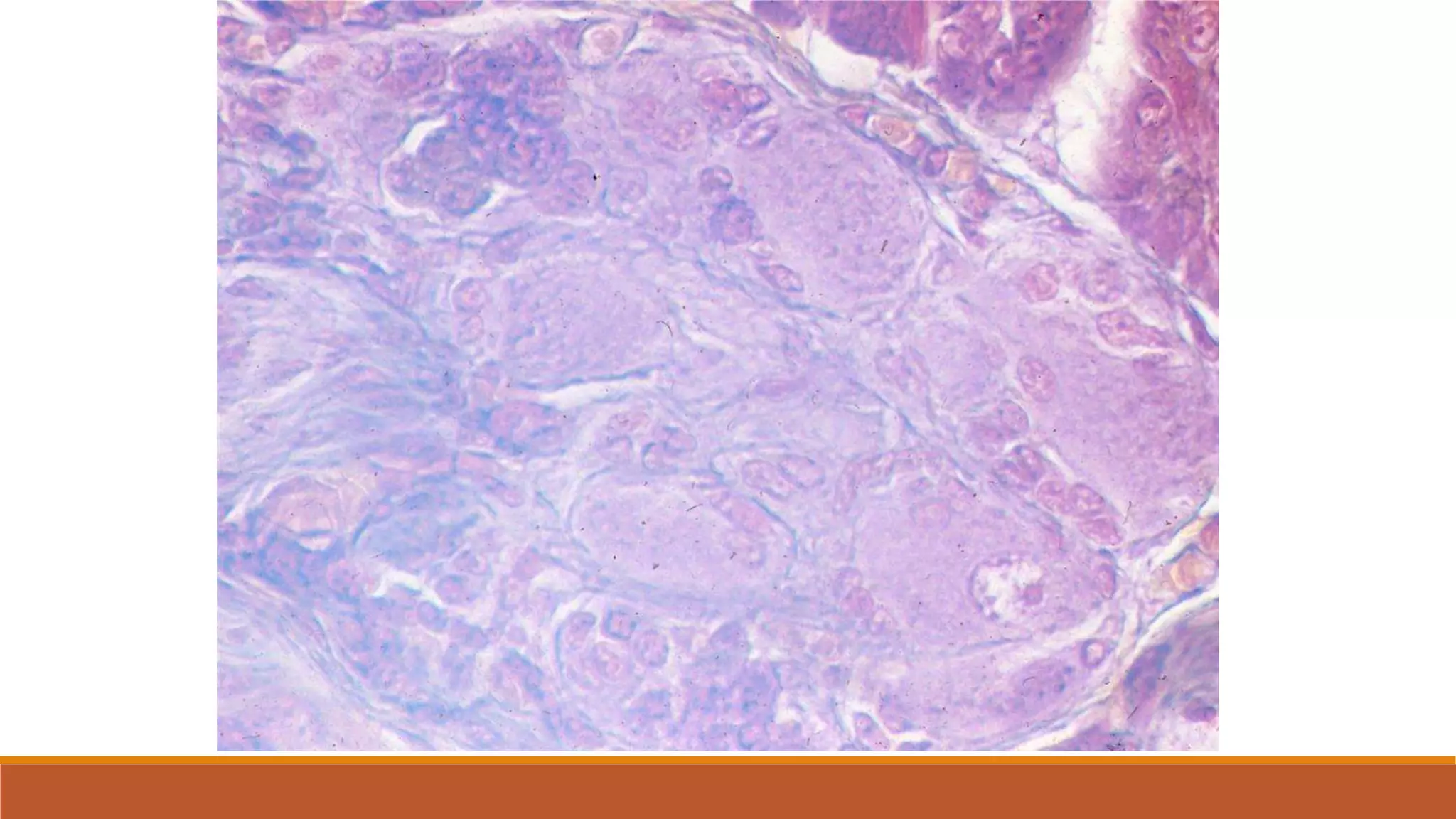 Histology practical #2 quiz slides, questions, & answers | PPTX