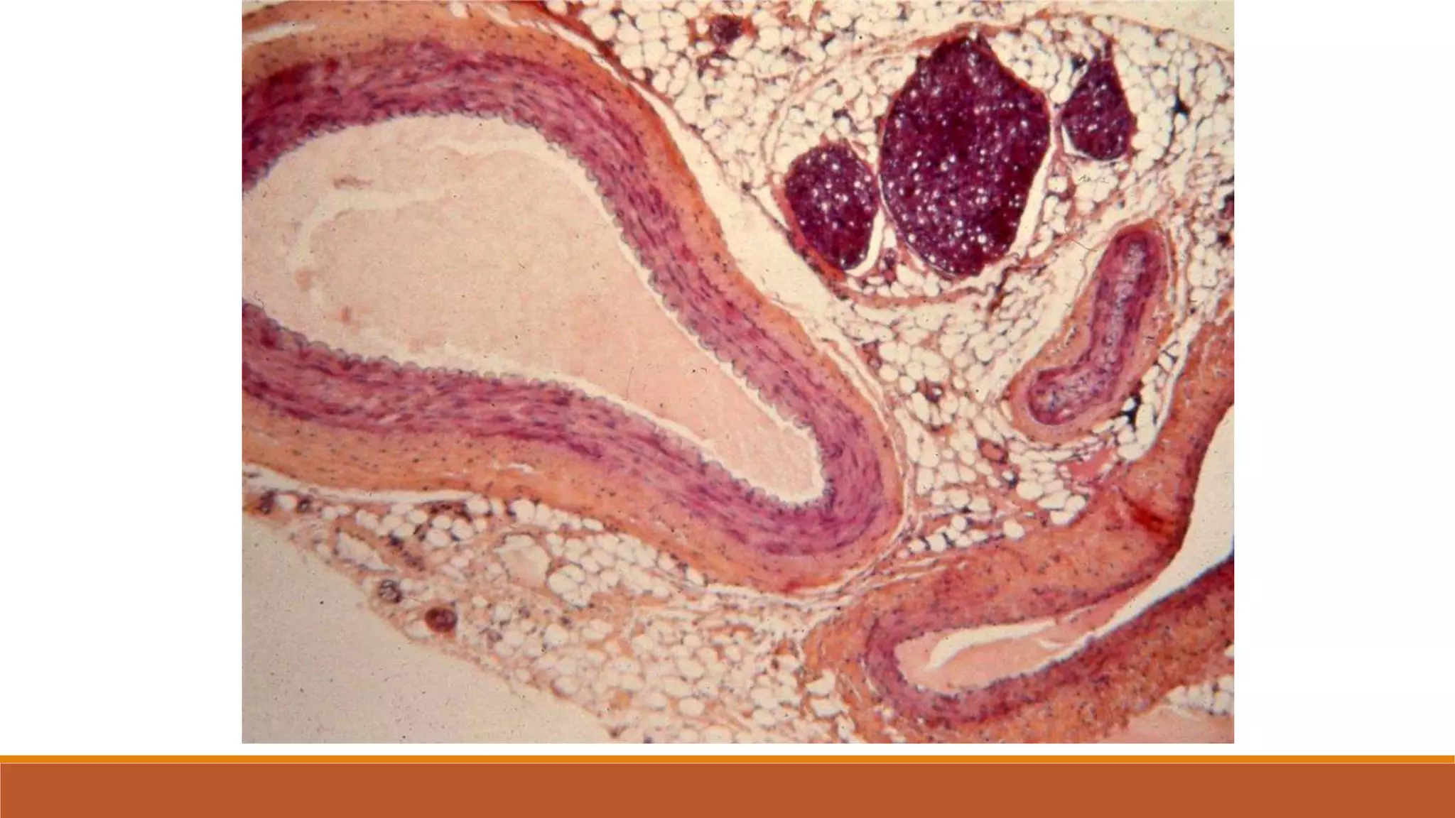 Histology practical #2 quiz slides, questions, & answers | PPTX