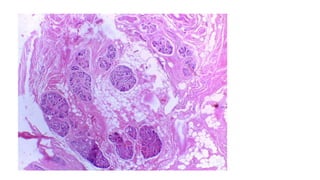 ALL histology SLIDES practical endoCRINOLOGY.pdf