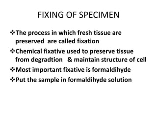 Histology Practicle.pptx study of tissues | PPTX