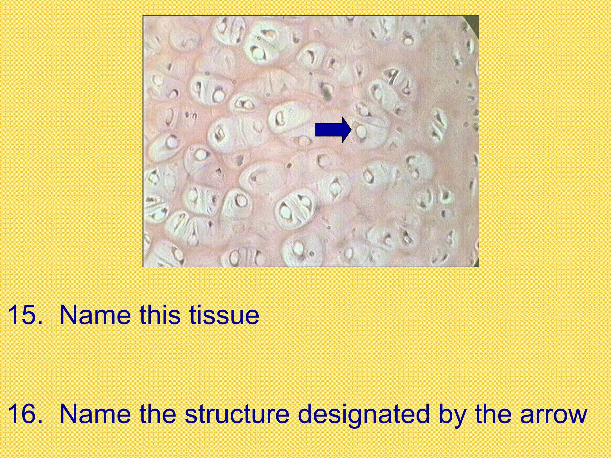 Histology quiz | PPT