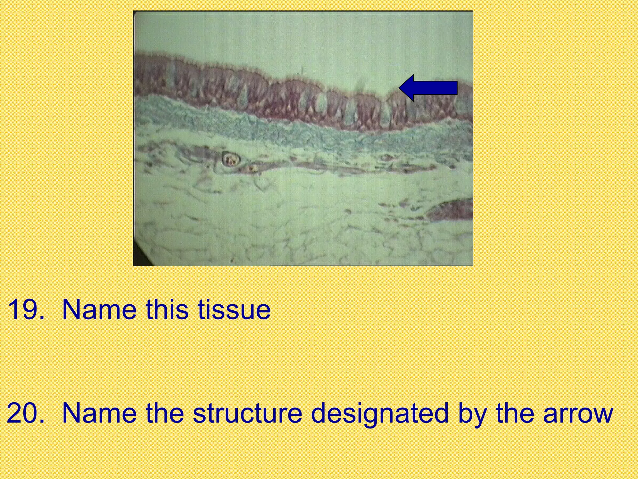 Histology quiz | PPT