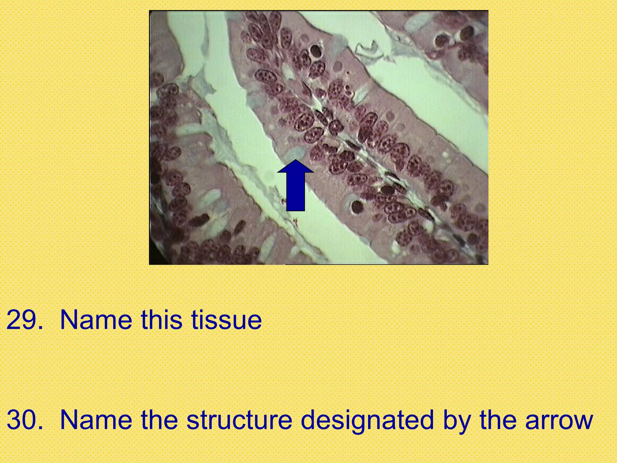 Histology quiz | PPT