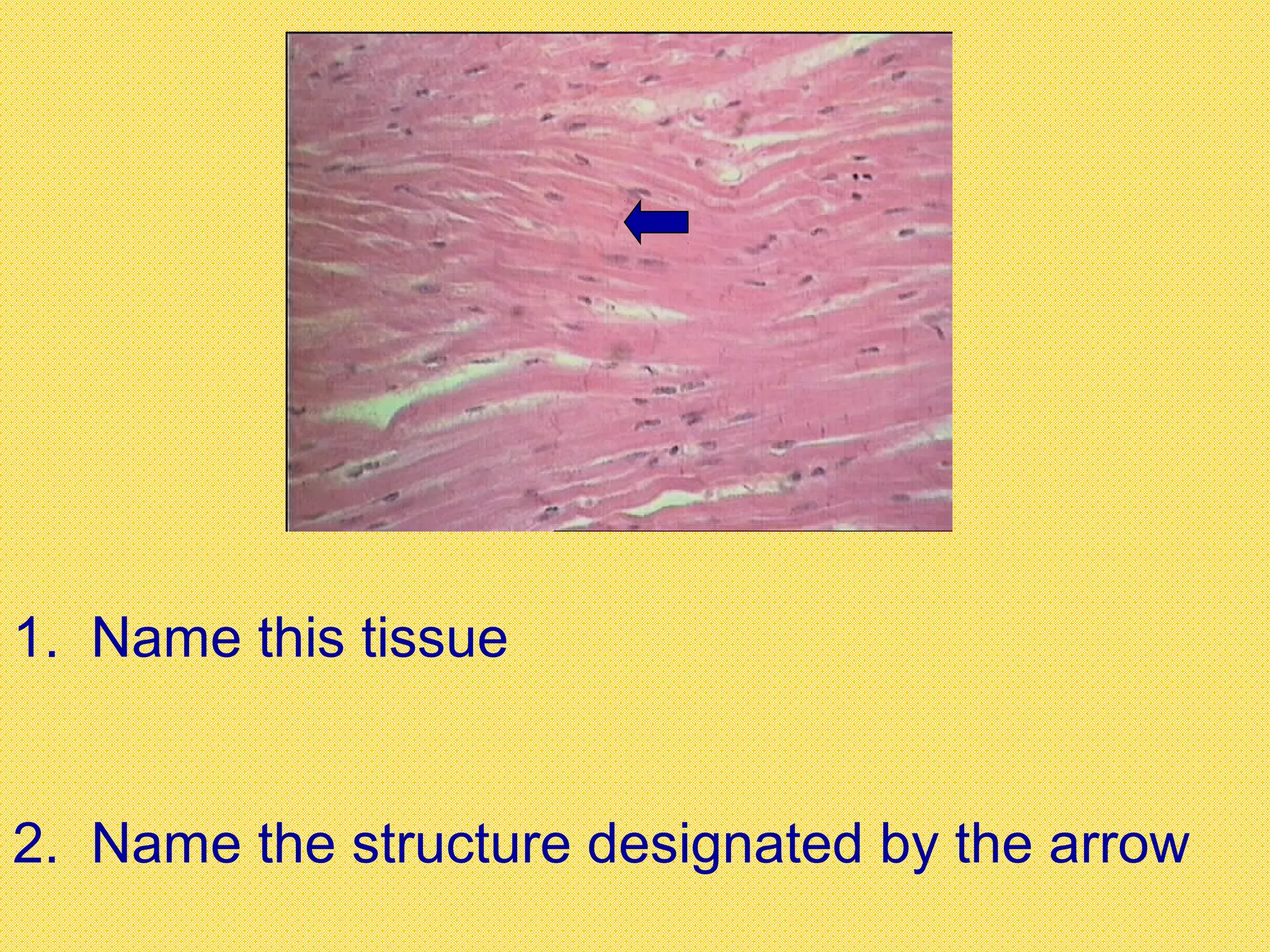 Histology quiz | PPT