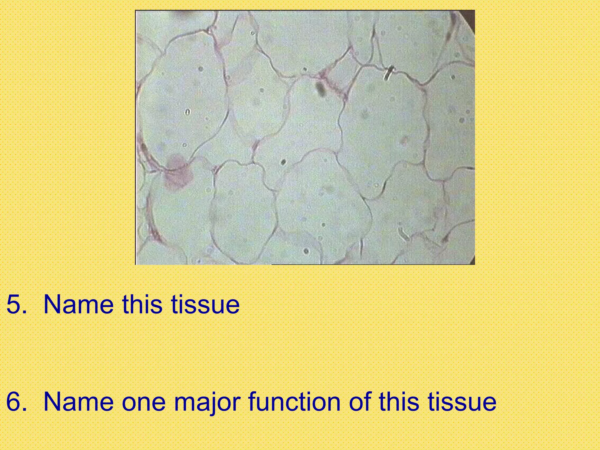 Histology quiz | PPT