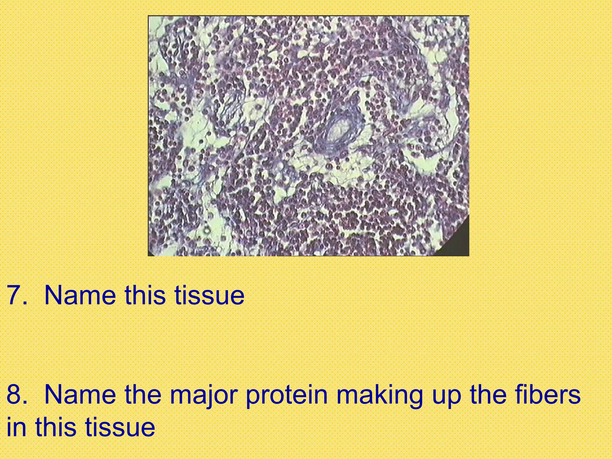 Histology quiz | PPT