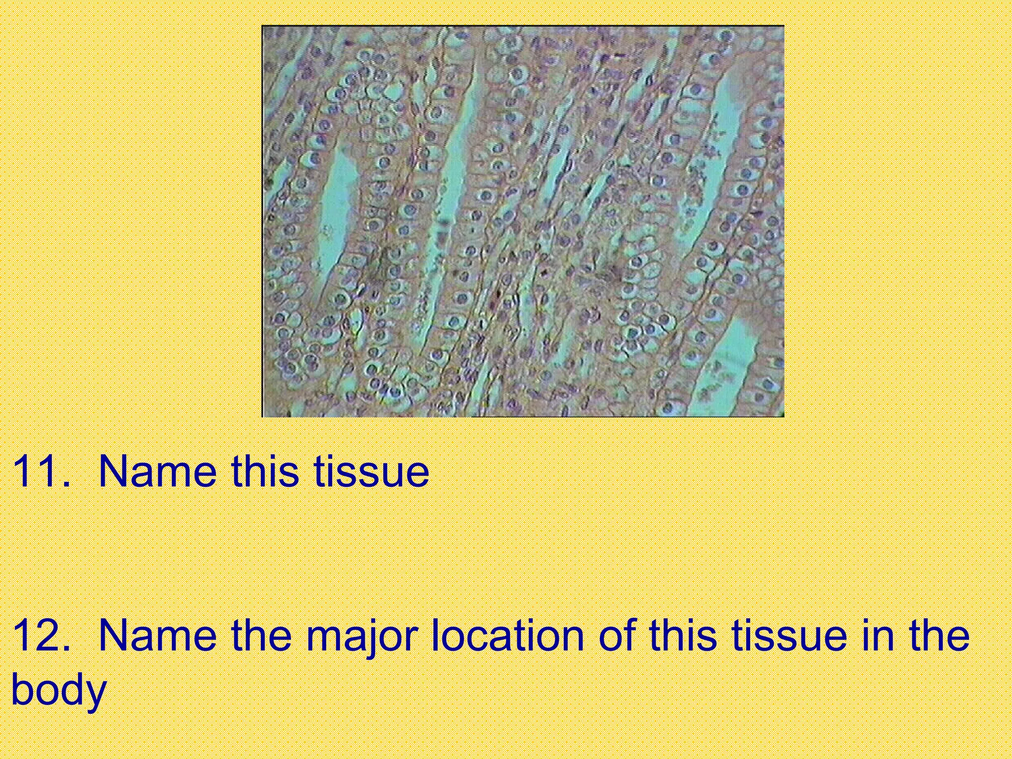 Histology quiz | PPT