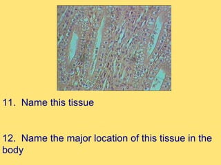 Histology quiz | PPT
