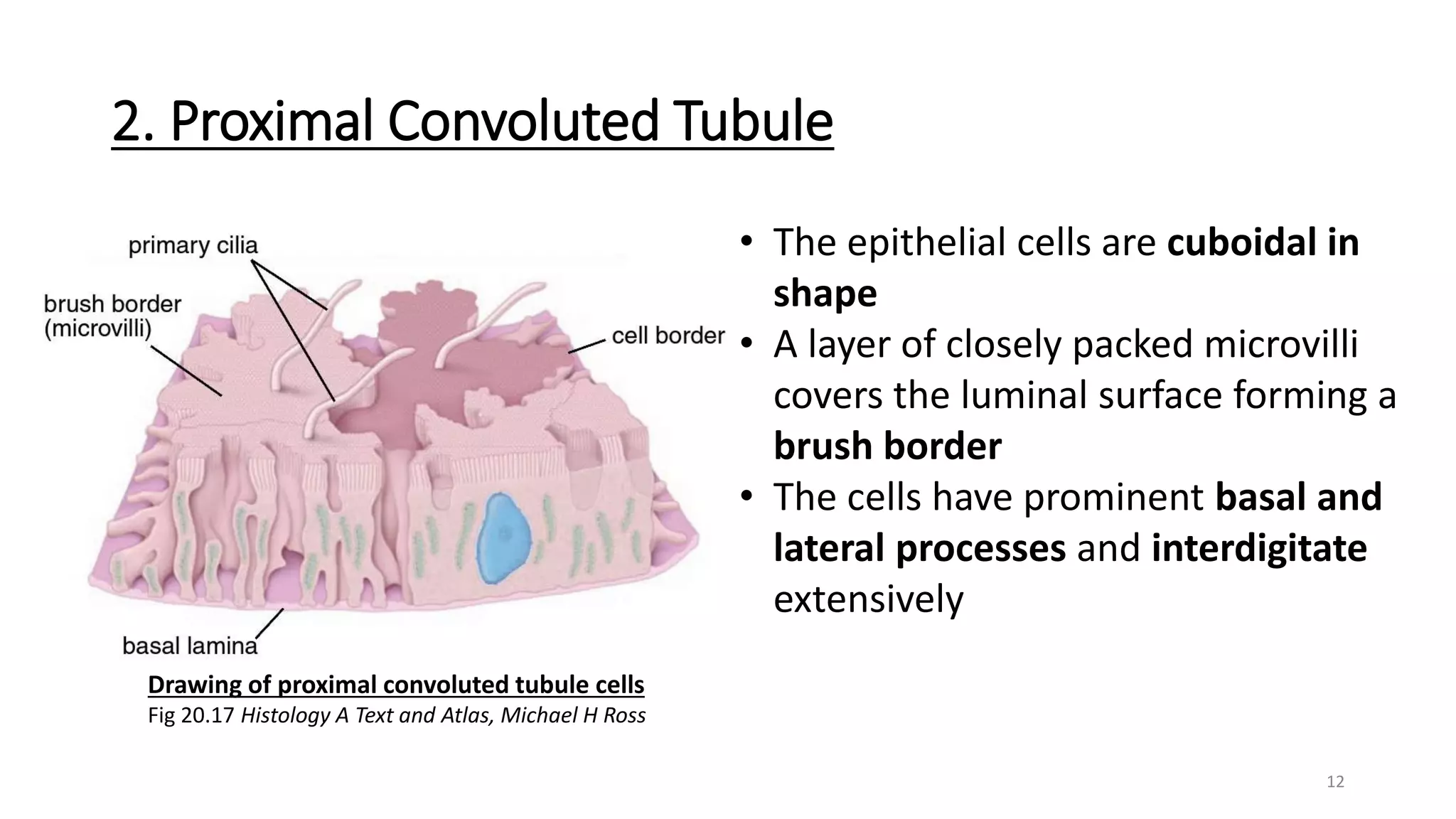 Histology of Renal Tubule and its Variation in relation to Function | PPTX
