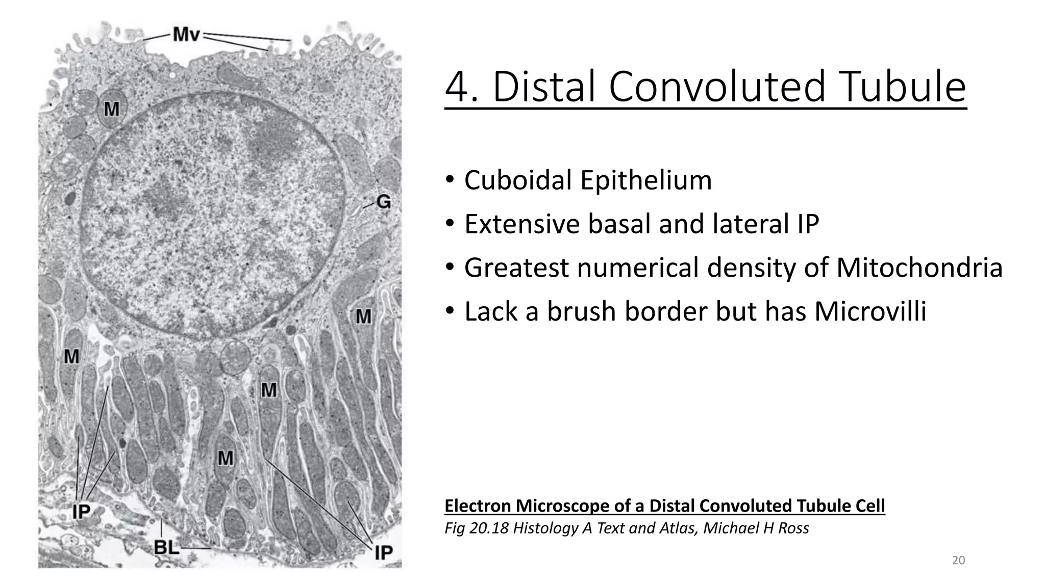 Histology of Renal Tubule and its Variation in relation to Function | PPTX