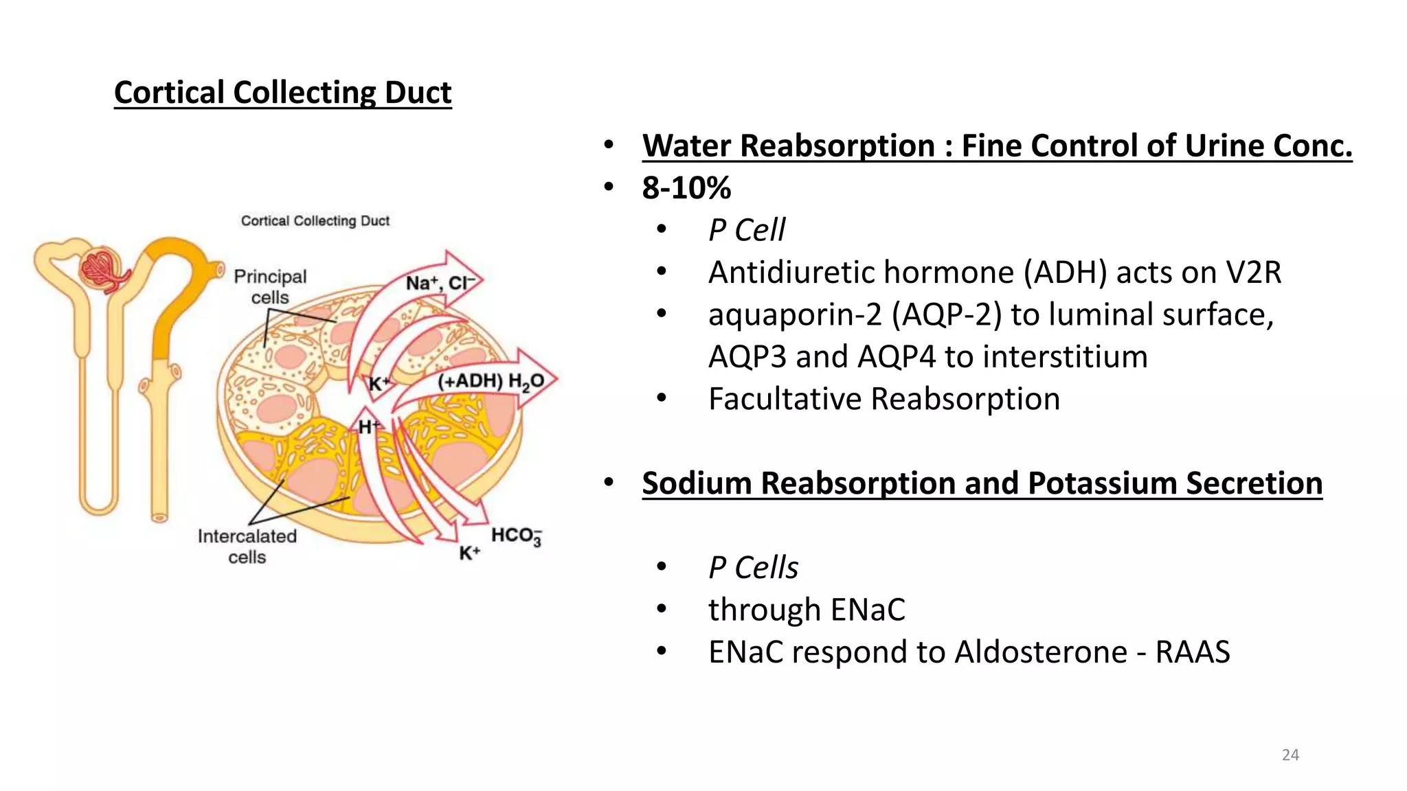Histology of Renal Tubule and its Variation in relation to Function | PPTX
