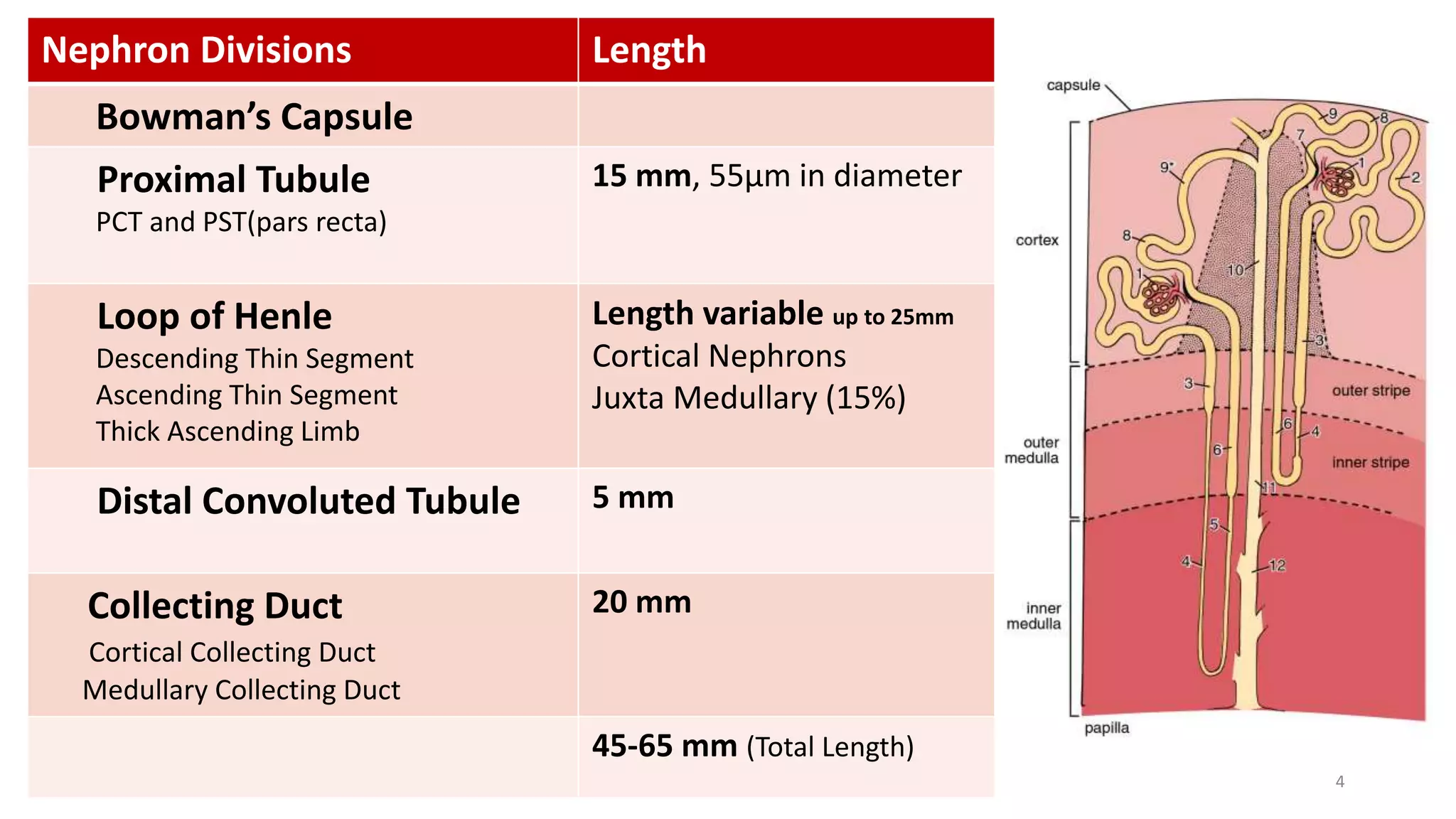 Histology of Renal Tubule and its Variation in relation to Function | PPTX