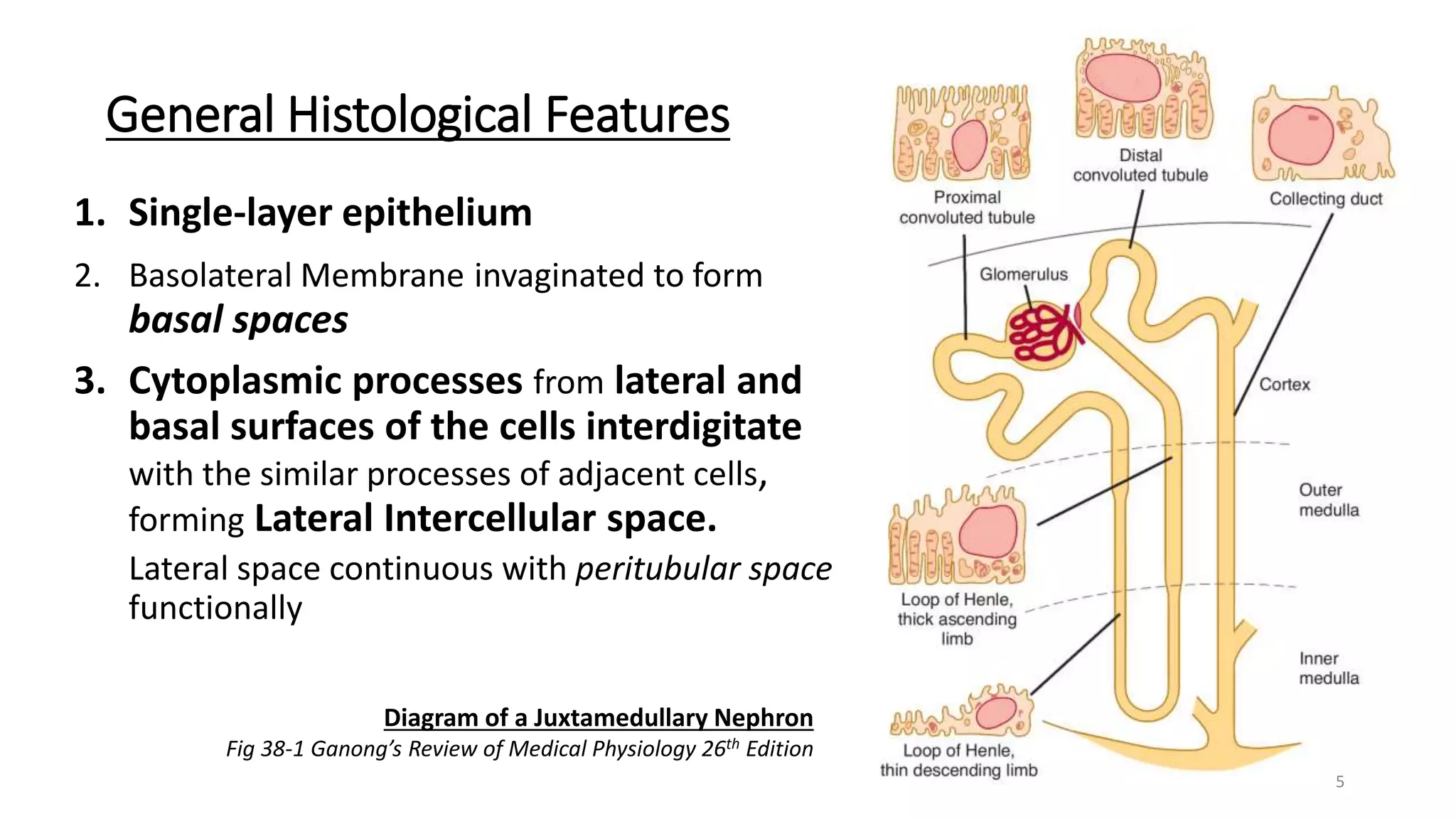 Histology of Renal Tubule and its Variation in relation to Function | PPT