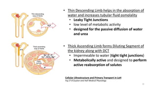 Histology of Renal Tubule and its Variation in relation to Function | PPTX