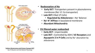 Histology of Renal Tubule and its Variation in relation to Function | PPT