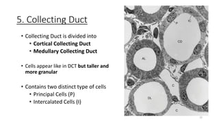 Histology of Renal Tubule and its Variation in relation to Function | PPT