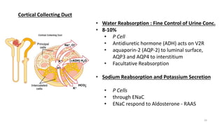 Histology of Renal Tubule and its Variation in relation to Function | PPT
