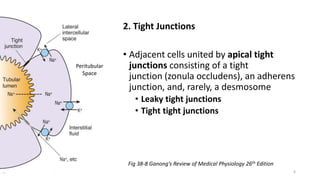 Histology of Renal Tubule and its Variation in relation to Function | PPTX