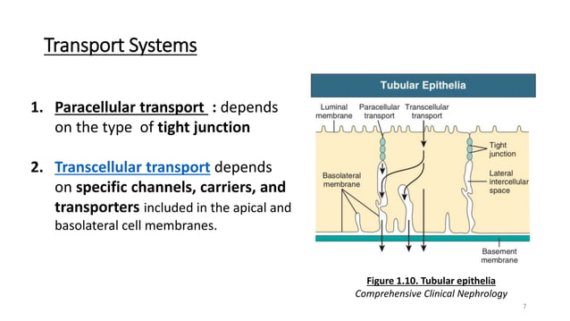 Histology of Renal Tubule and its Variation in relation to Function | PPT