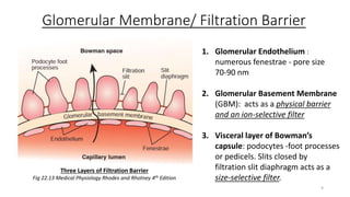 Histology of Renal Tubule and its Variation in relation to Function | PPTX