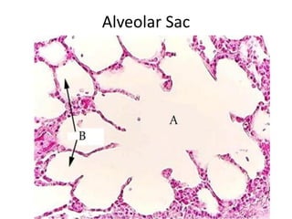 Histology respiratory system | PDF