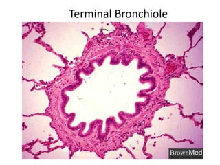 Histology respiratory system | PDF