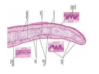 Epiglottis Histology