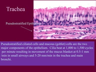 histology respiratory system.pdf