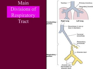 histology respiratory system.pdf