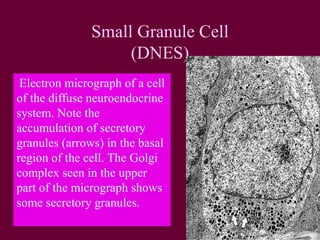 histology respiratory system.pdf