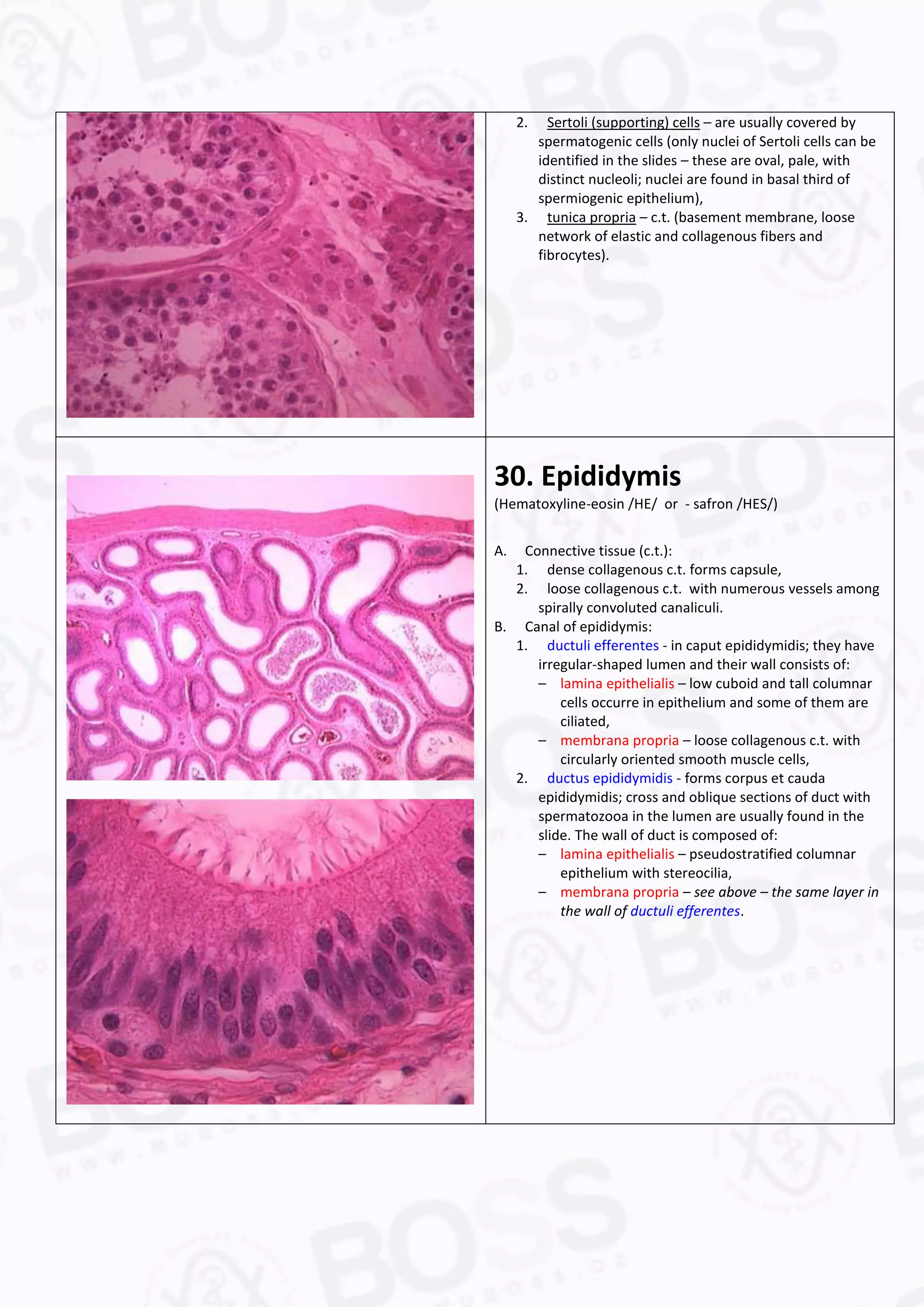 Histology slide guide | PDF