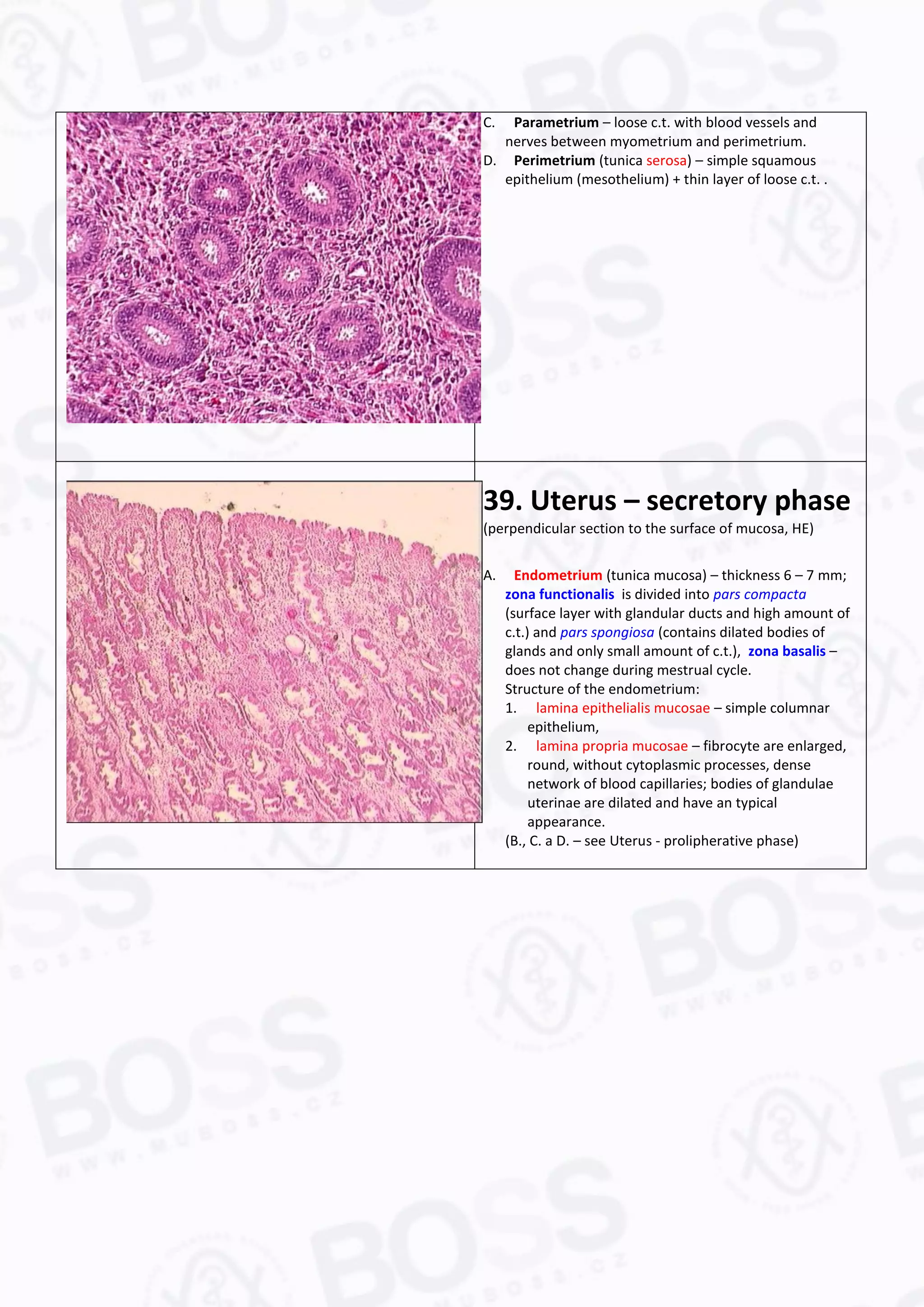 Histology slide guide | PDF