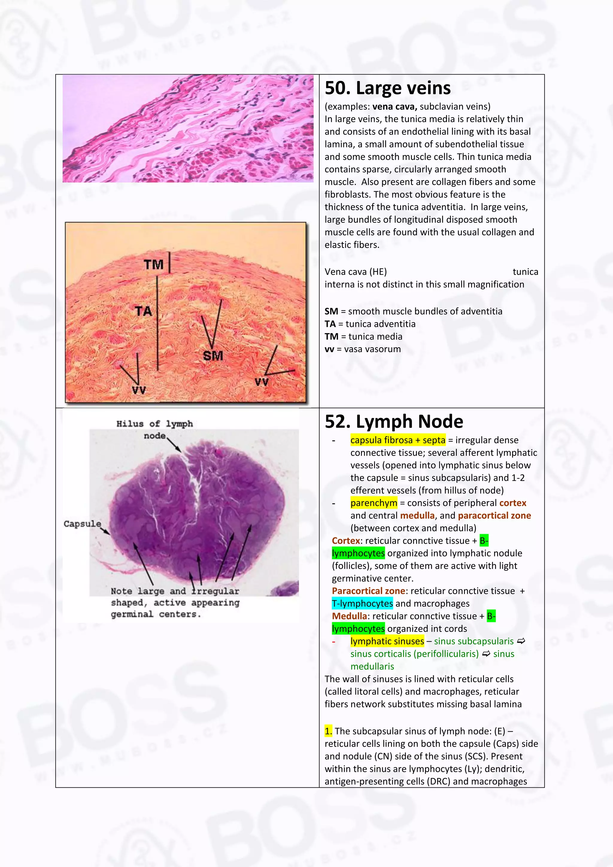 Histology slide guide | PDF