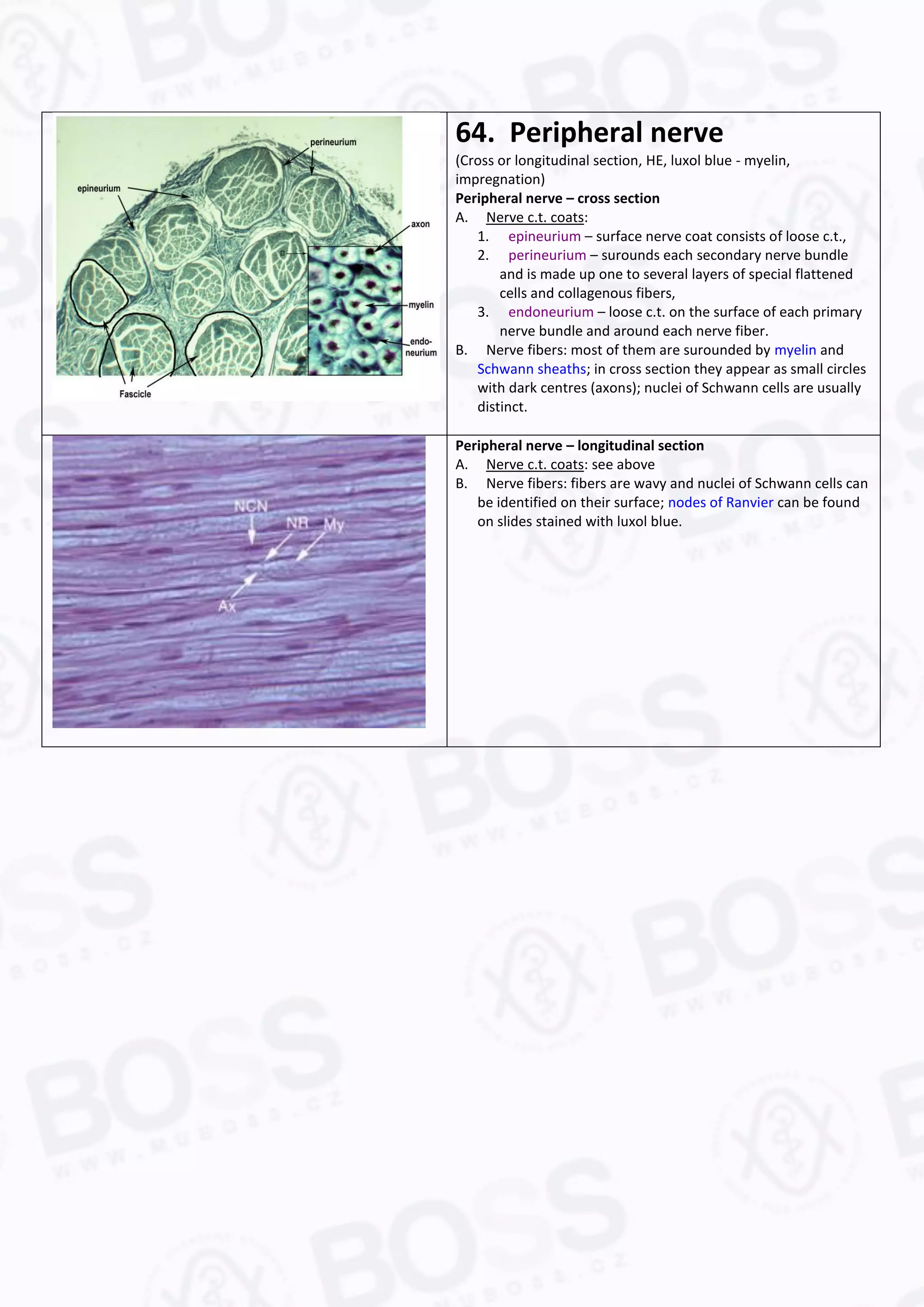 Histology slide guide | PDF