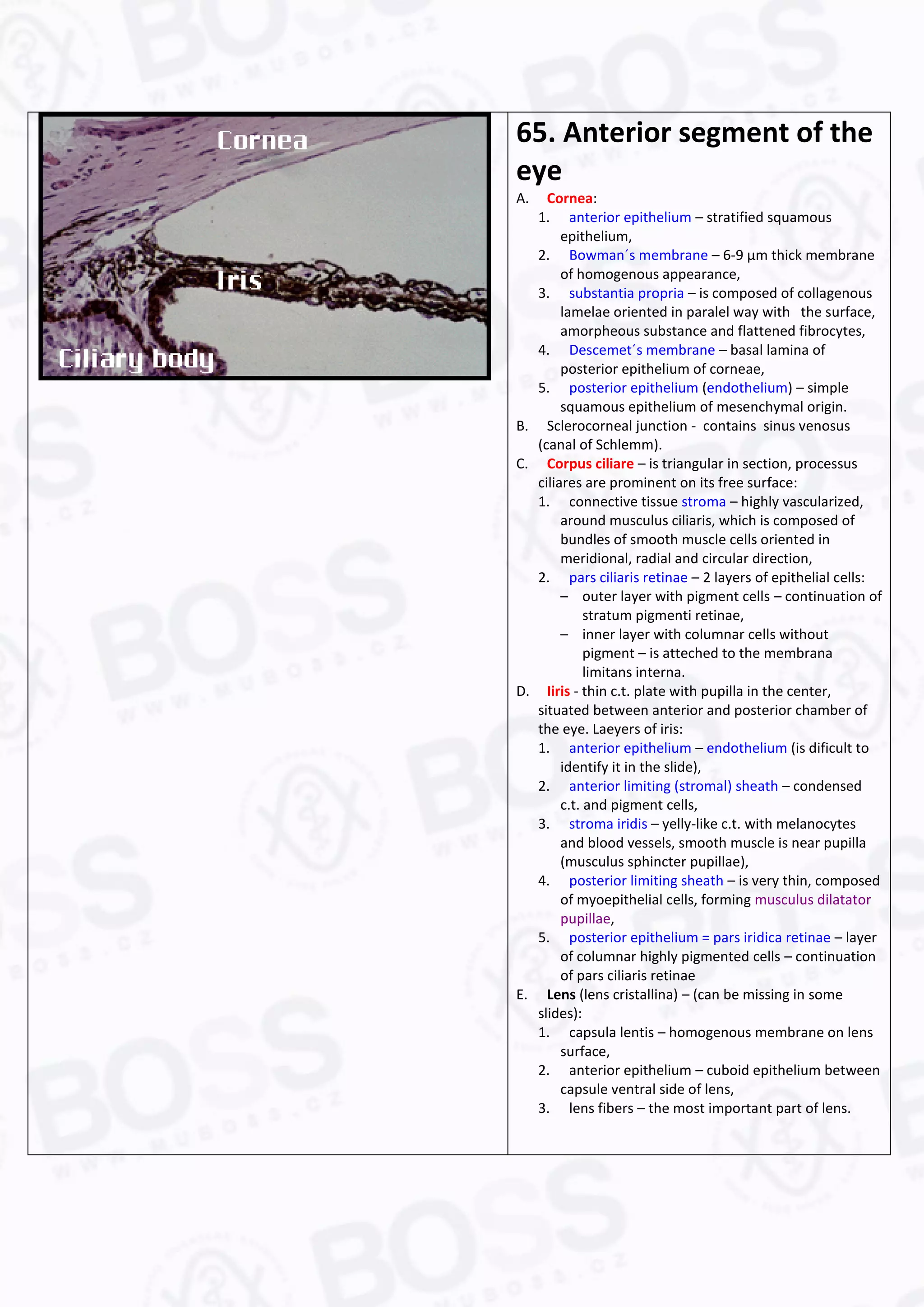 Histology slide guide | PDF