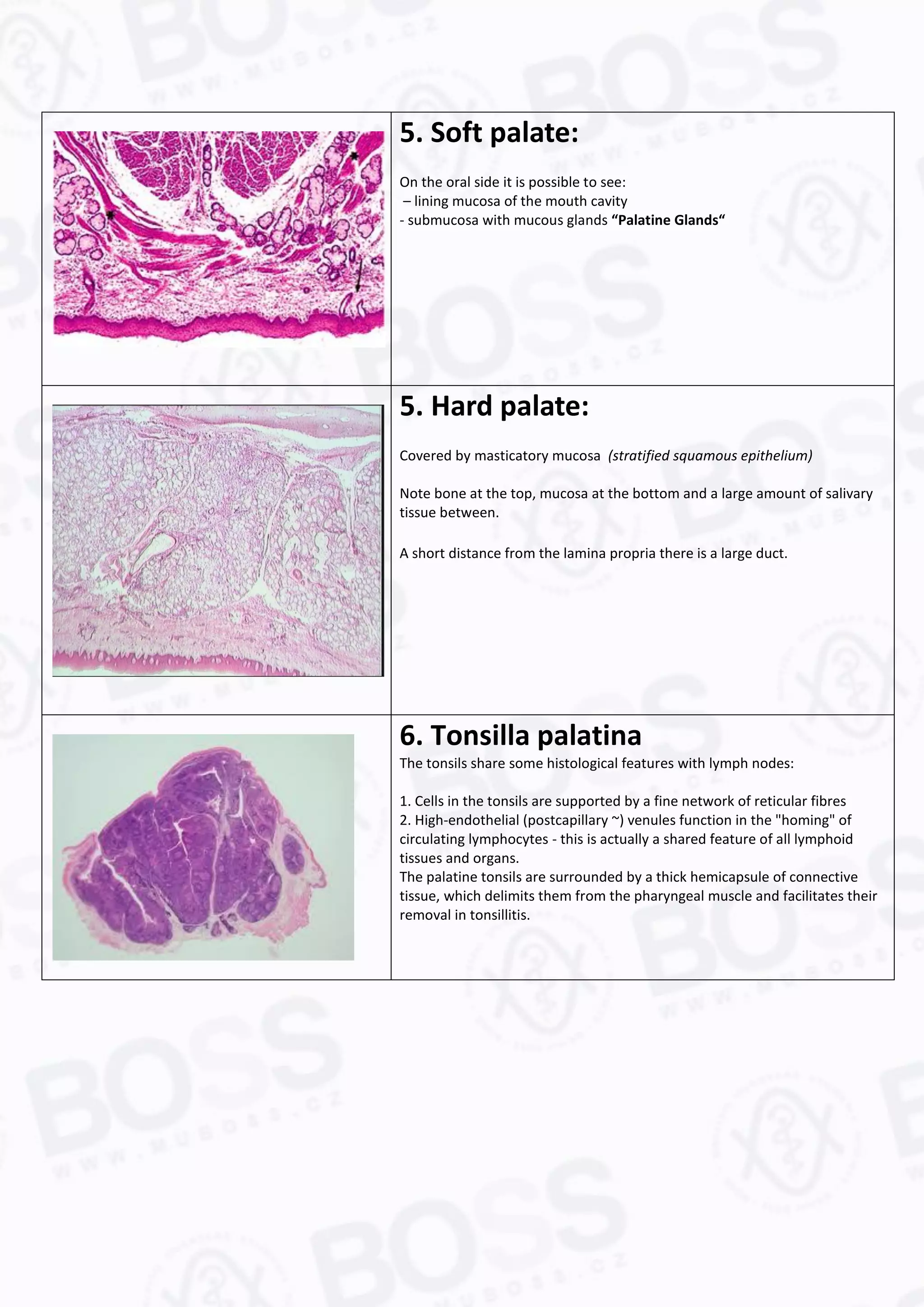 Histology slide guide | PDF