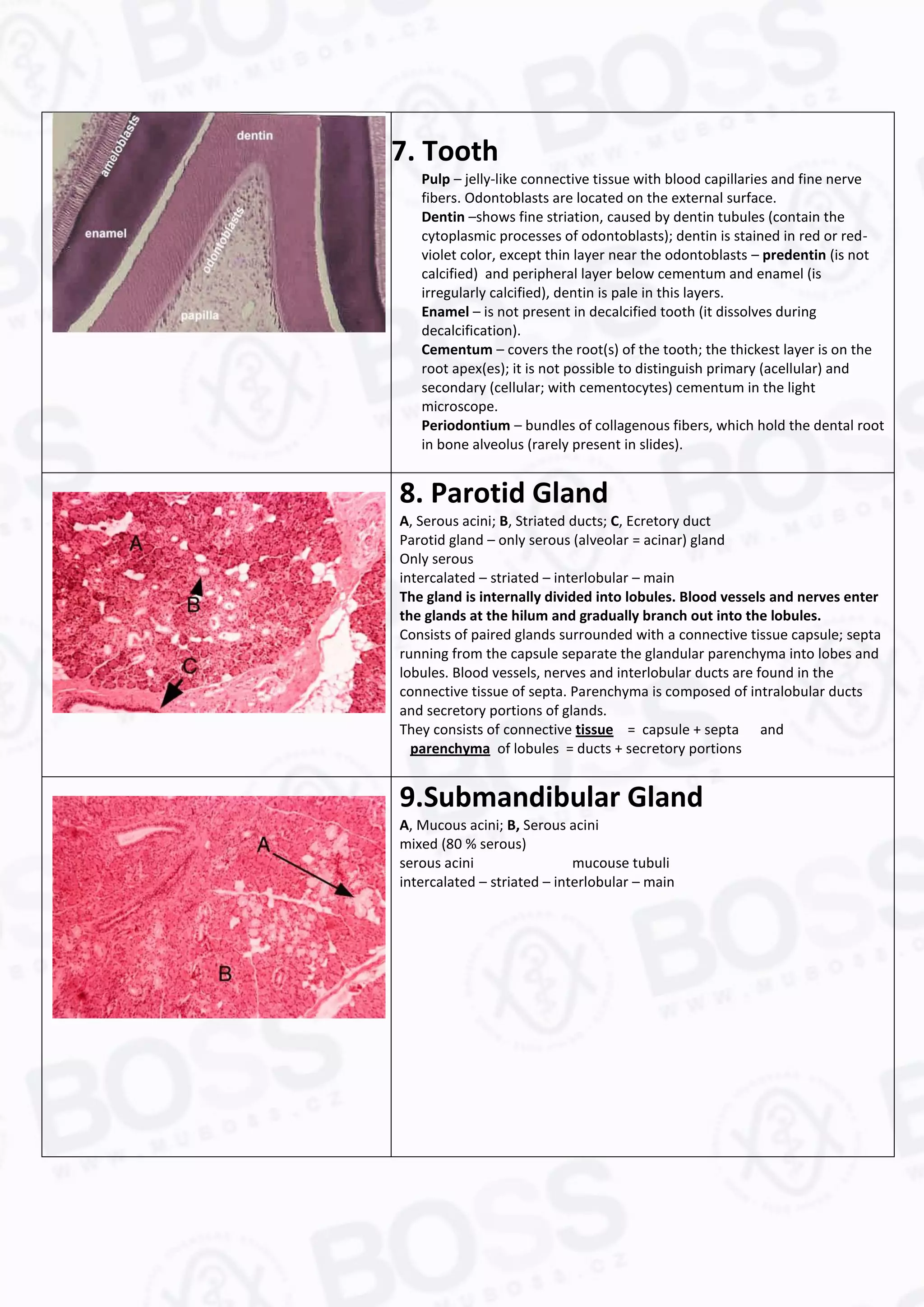 Histology slide guide | PDF
