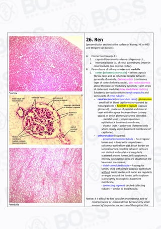 Histology slide guide | PDF