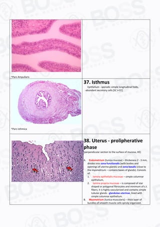 Histology slide guide | PDF