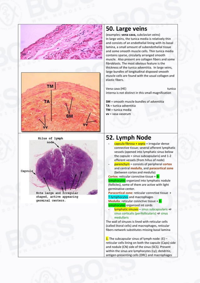 Histology slide guide | PDF
