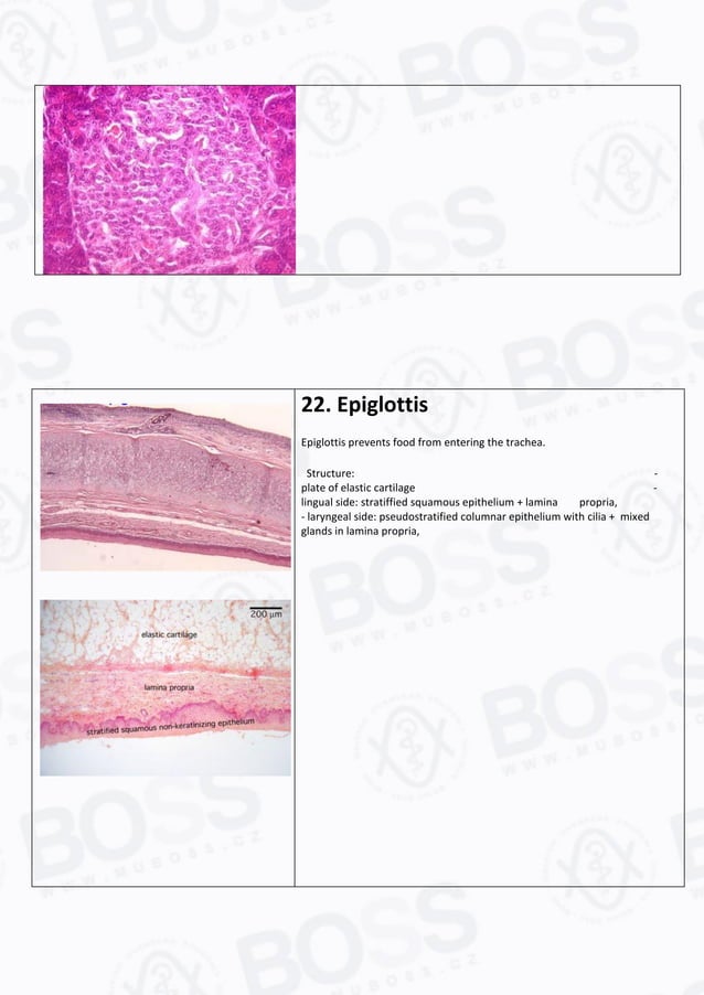 Histology slide guide