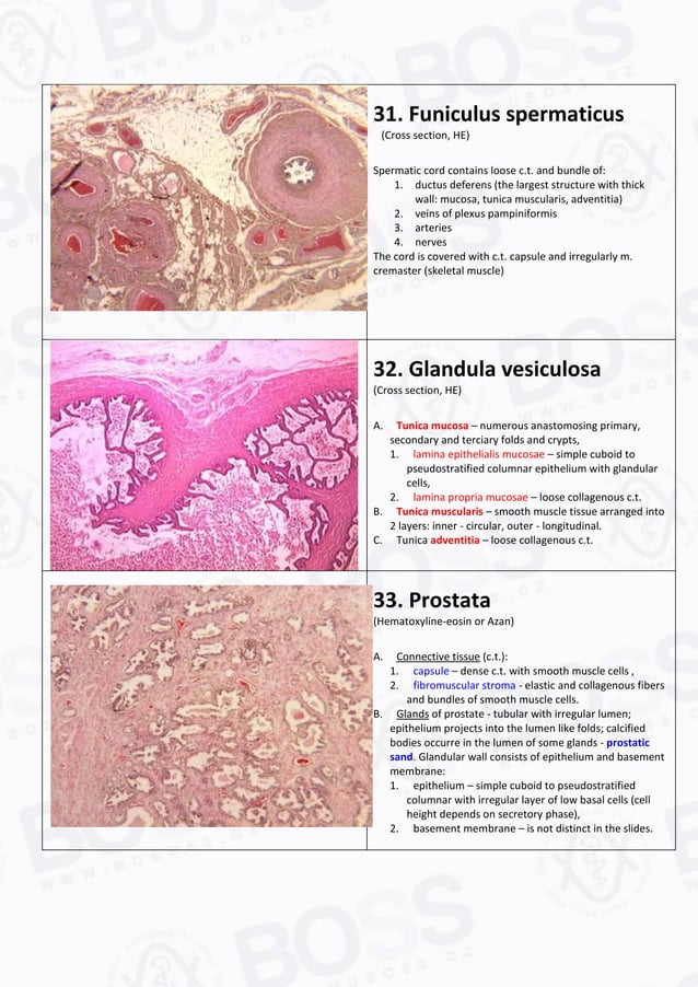 Histology Guide