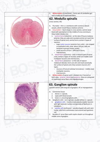 Medulla Spinalis Histology