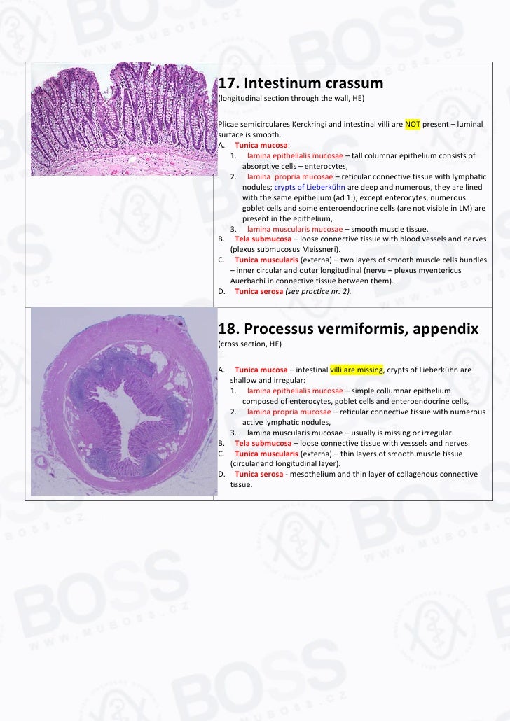 Histology Slide Guide