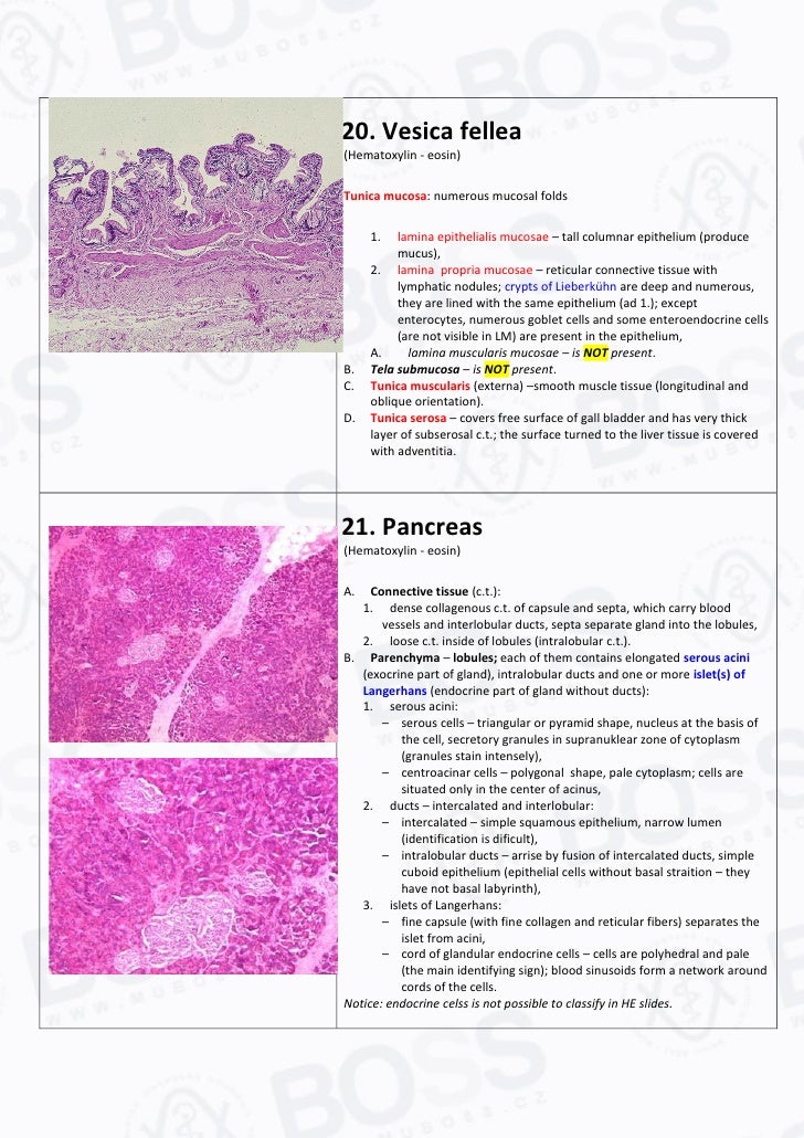 Histology Slide Guide