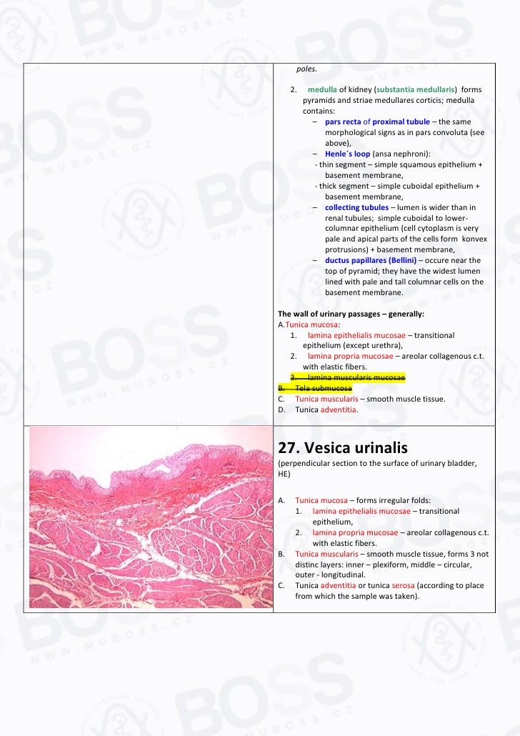 Histology Slide Guide