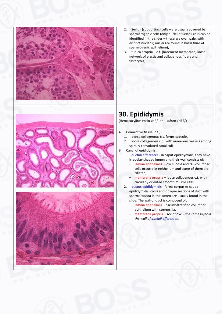 Histology slide guide