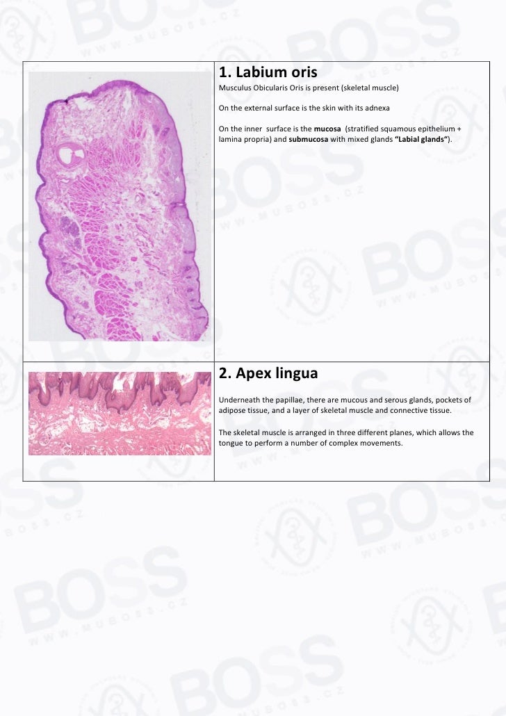 Histology Slide Guide