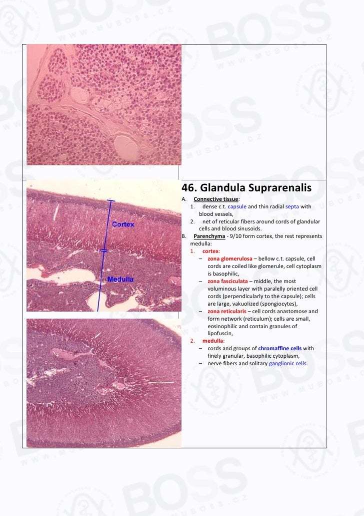 Histology Slide Guide