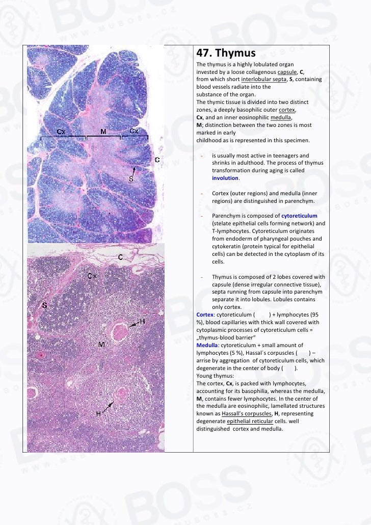 Histology Slide Guide